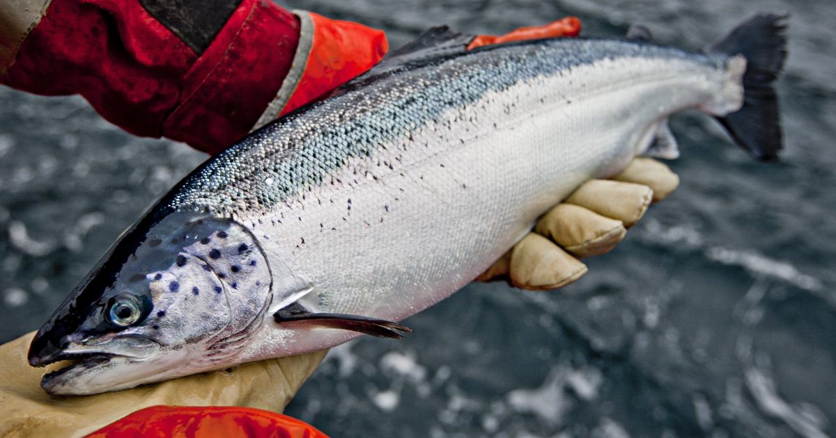 Who we are and what we do - Cermaq Canada