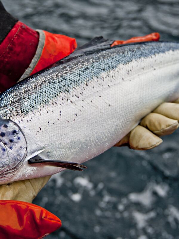 Home - Cermaq Canada