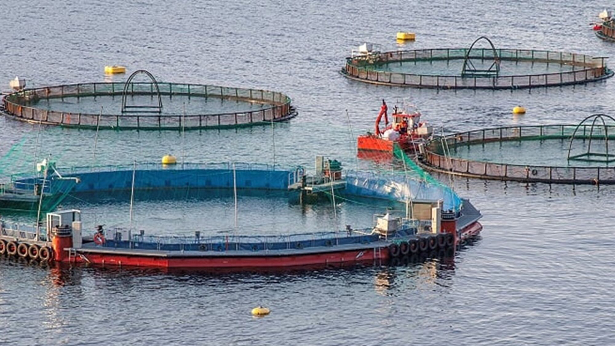 Three months after Atlantic salmon were stocked in this new closed ...