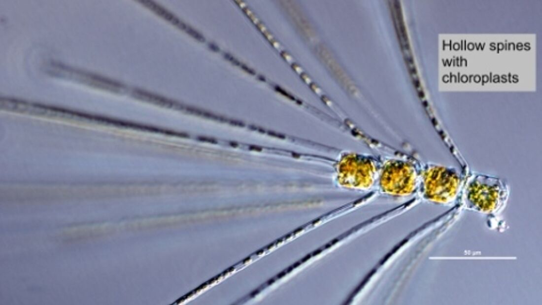 Three Cermaq farms affected by harmful algae slowly returning to normal ...